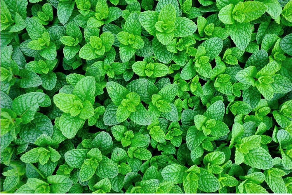 Menta: proprietà di questa pianta dai mille usi